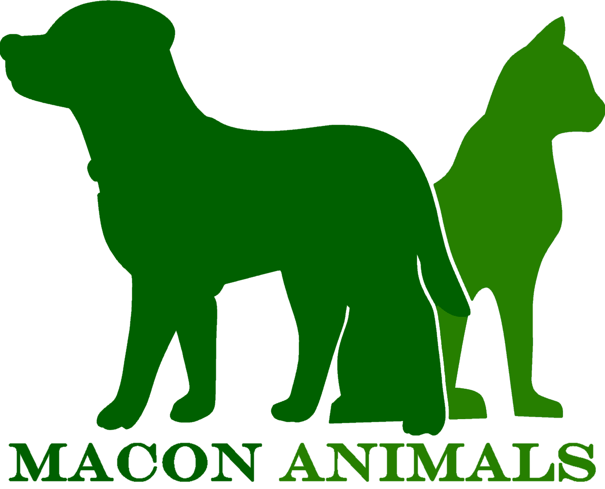 Adopt a shelter or rescue dog or cat in Macon County North Carolina